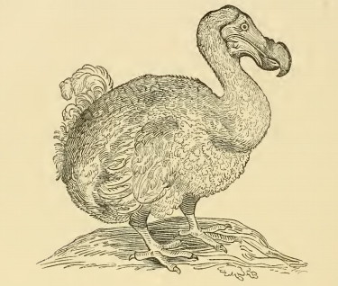 The Study: OhNo Dodo