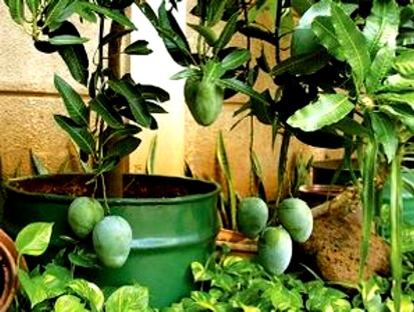 How To Start gardening Mango in a pot or poly bag | Gardening ...