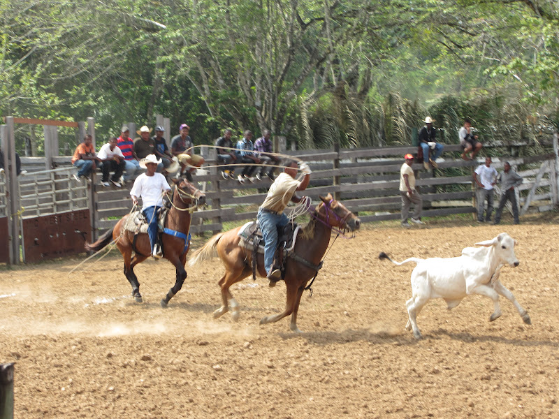 The Animals, The Rodeo, Plants and San Pedrano Sightings at the 2012 ...