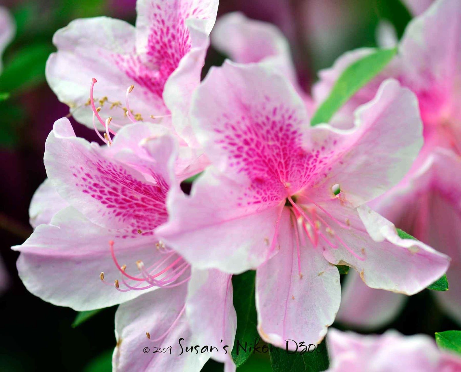 Flowers & Planets: Azalea Flowers Latest 2013
