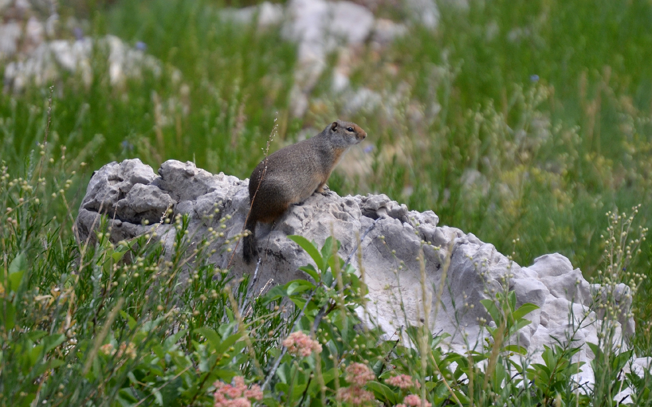 Woods Walks and Wildlife: Utah Vacation, Part 1: Into the Mountains