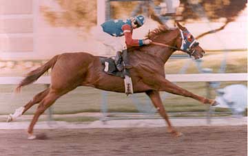 Witte Quarter Horses Mares: BV Dash for Gold