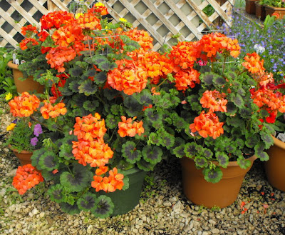 The Salad Bowl Greenhouses