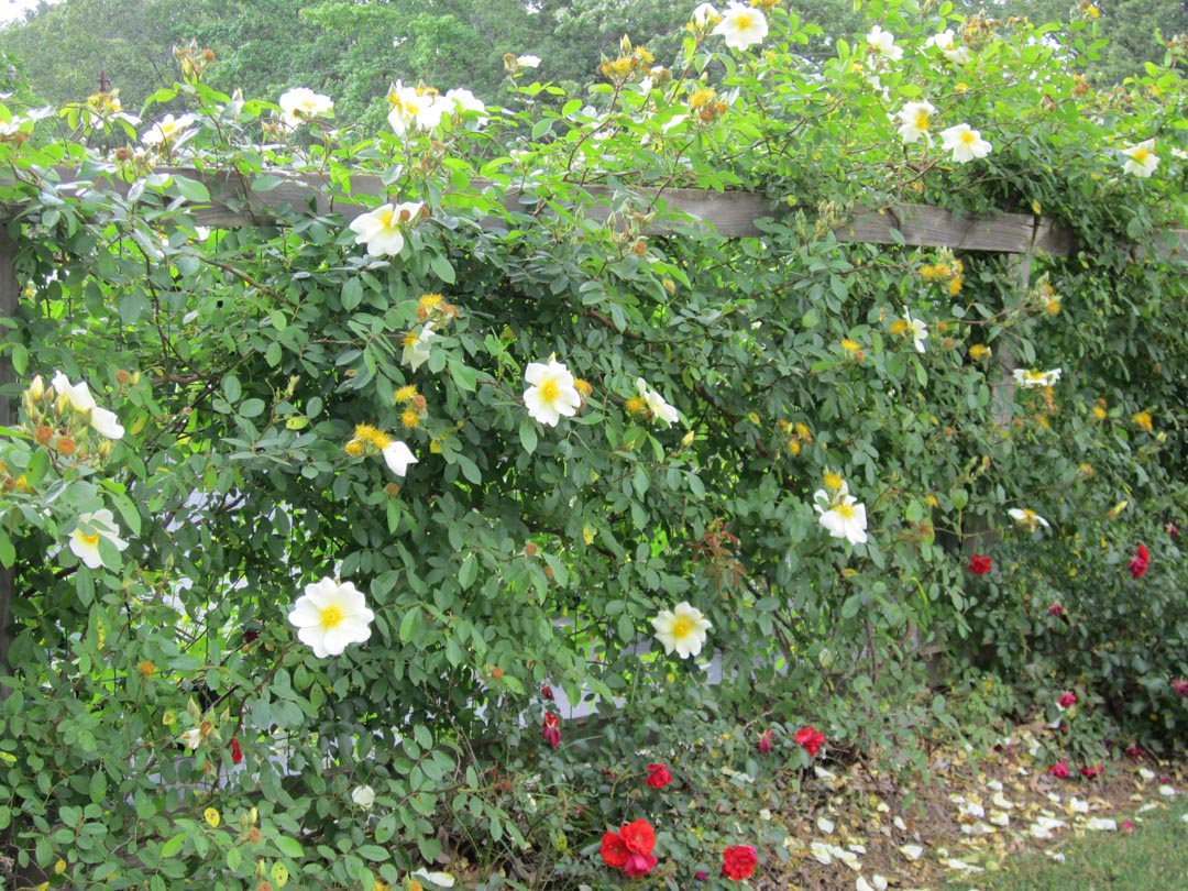 Garden Thymes: Incredible roses