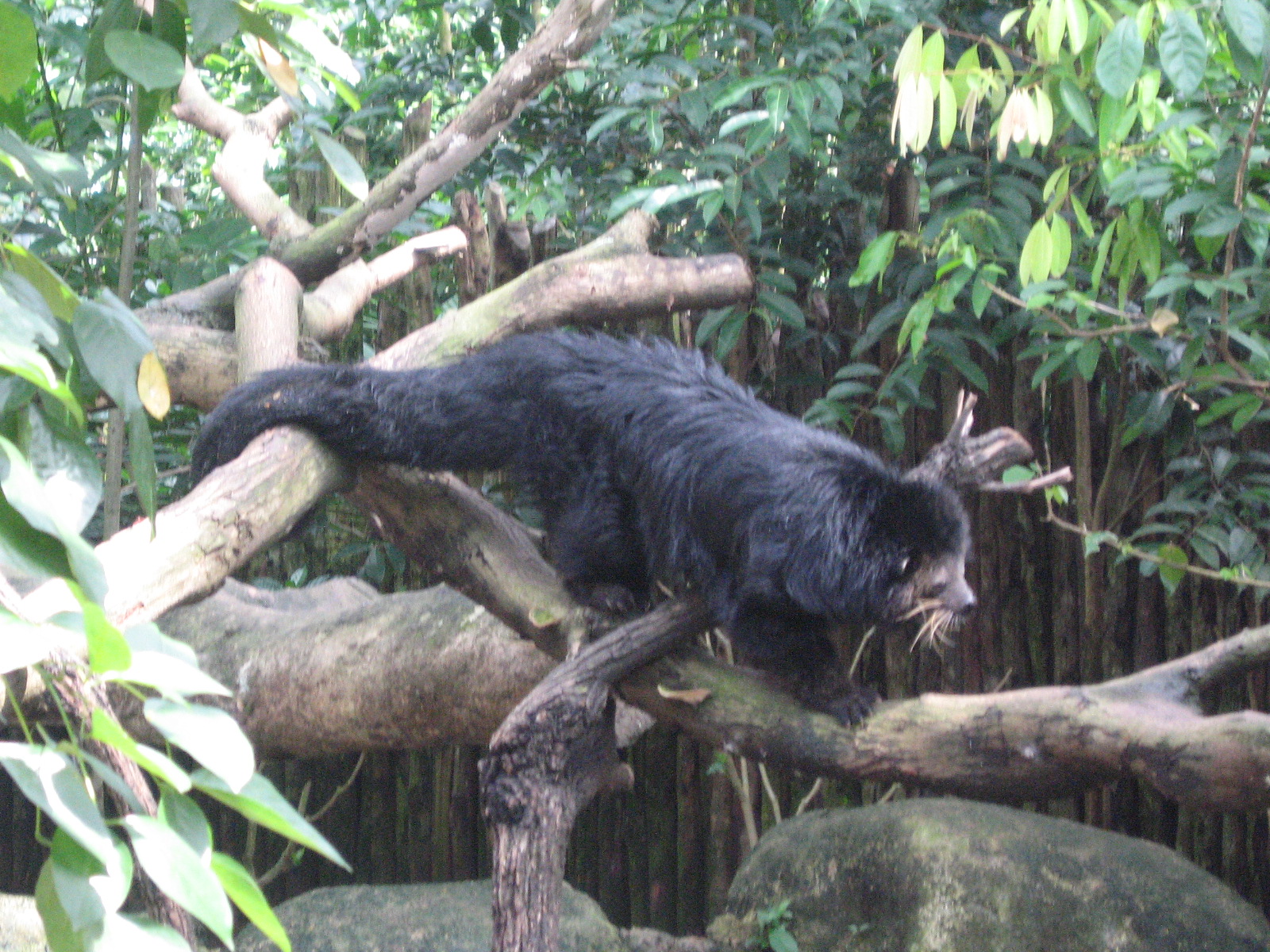 El ojo del buitre: Manturón (Arctictis binturong)