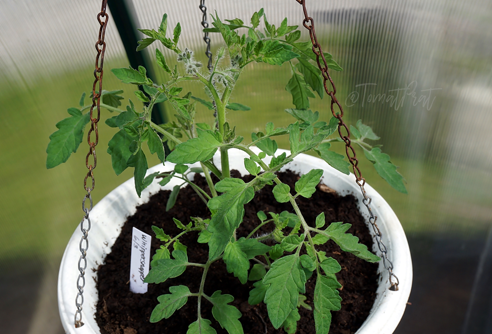 Helenes Tomater: Whippersnapper