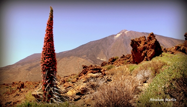 TENERIFE EN IMÁGENES: TAJINASTES ROJOS EN FLOR EN LAS CAÑADAS DEL TEIDE ...