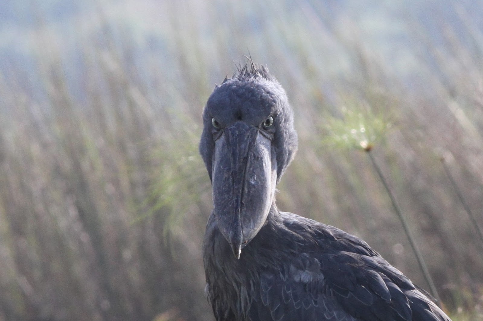 theragingbirder: The Shoebill