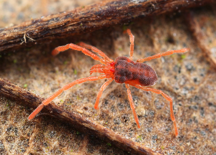Variety of Life: Trombidiidae