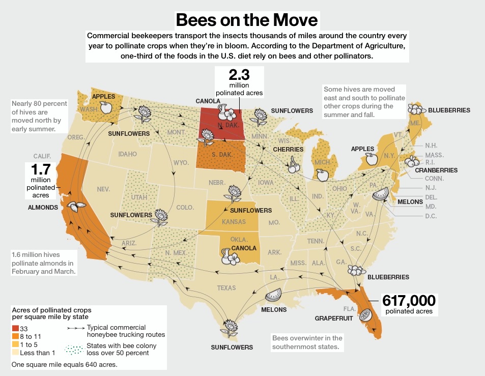 The Buzz: Bees on the Move
