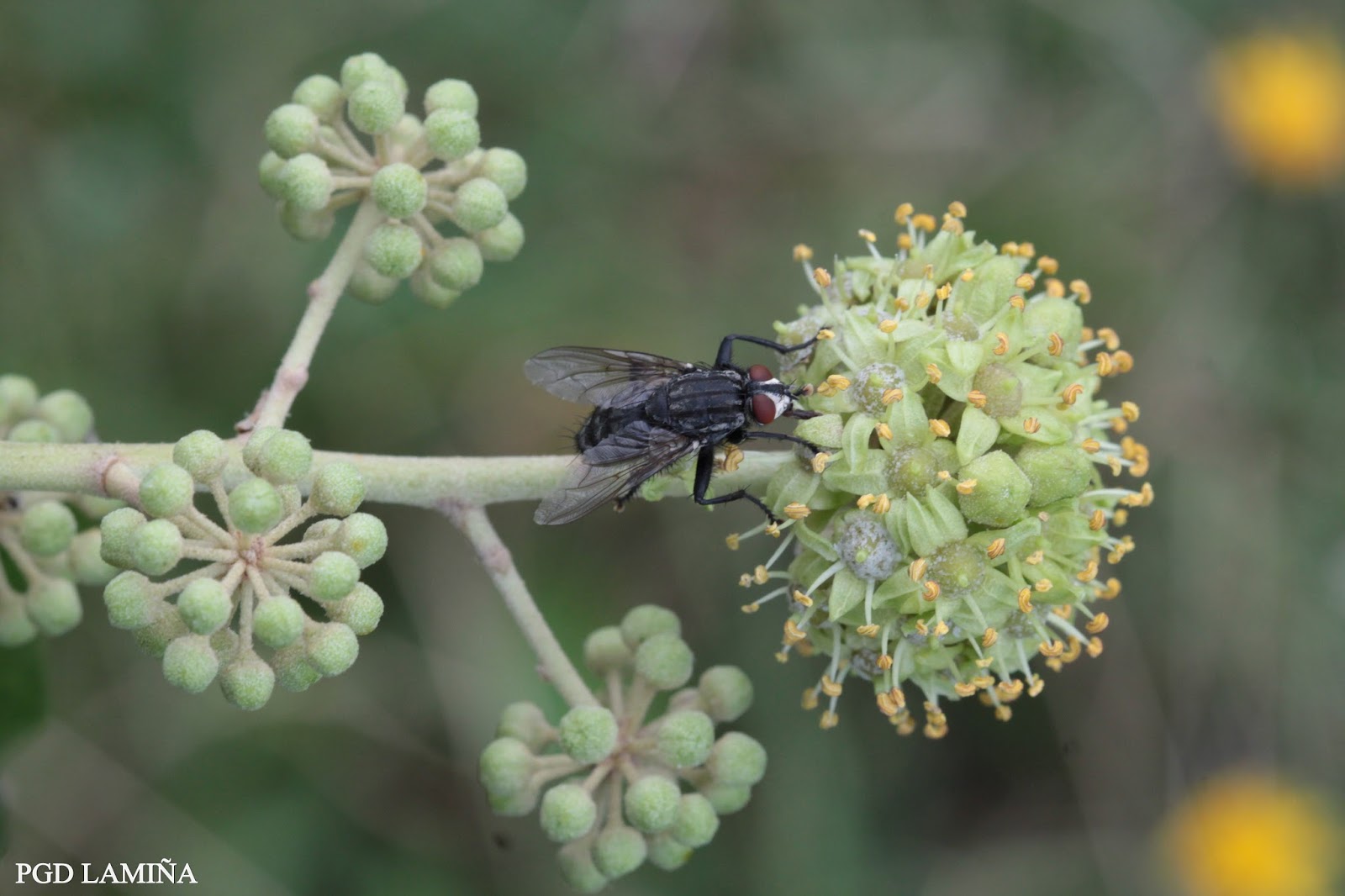 HEDERA HELIX. hiedra común o hiedra.