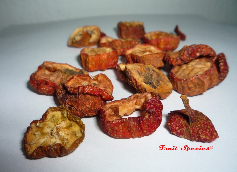 Fruit Species: HAWTHORN - CHINESE HAW