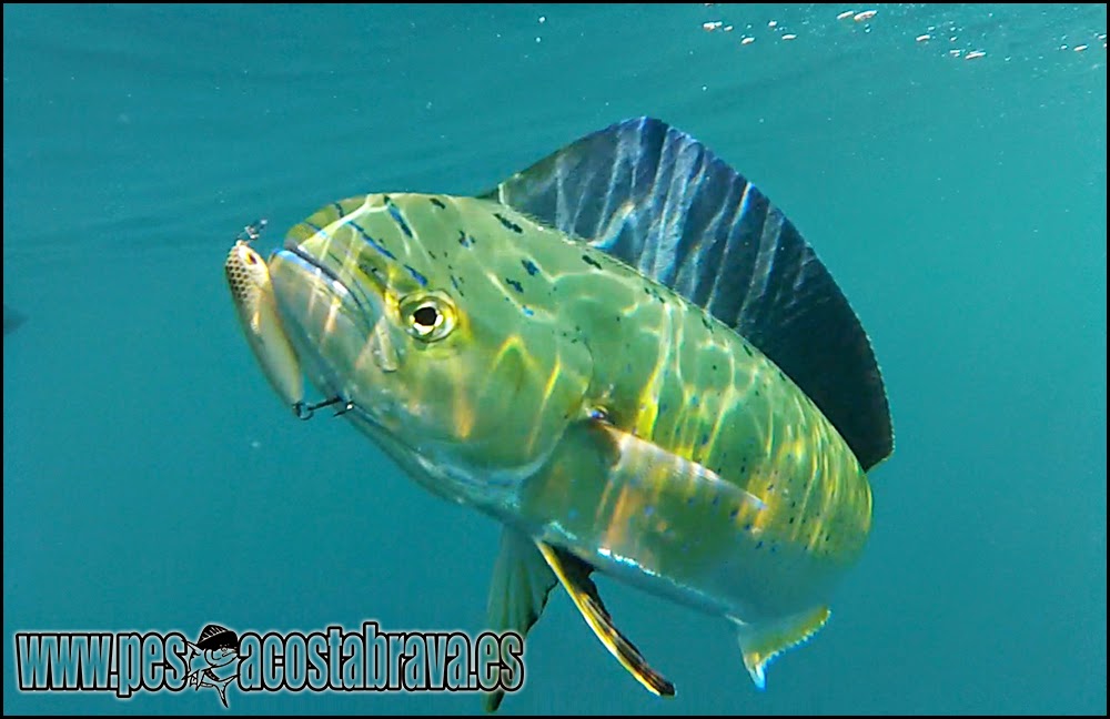 27 SEPTIEMBRE- BUENA JORNADA DE JIGGING Y SPINNING