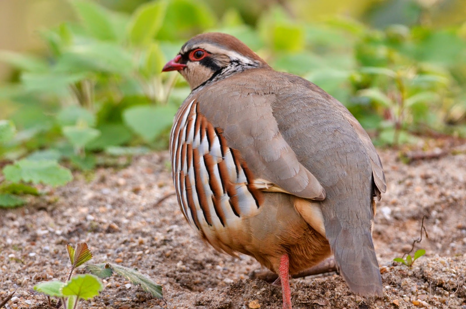 The Early Birder: Red-legged Partridge - Norfolk