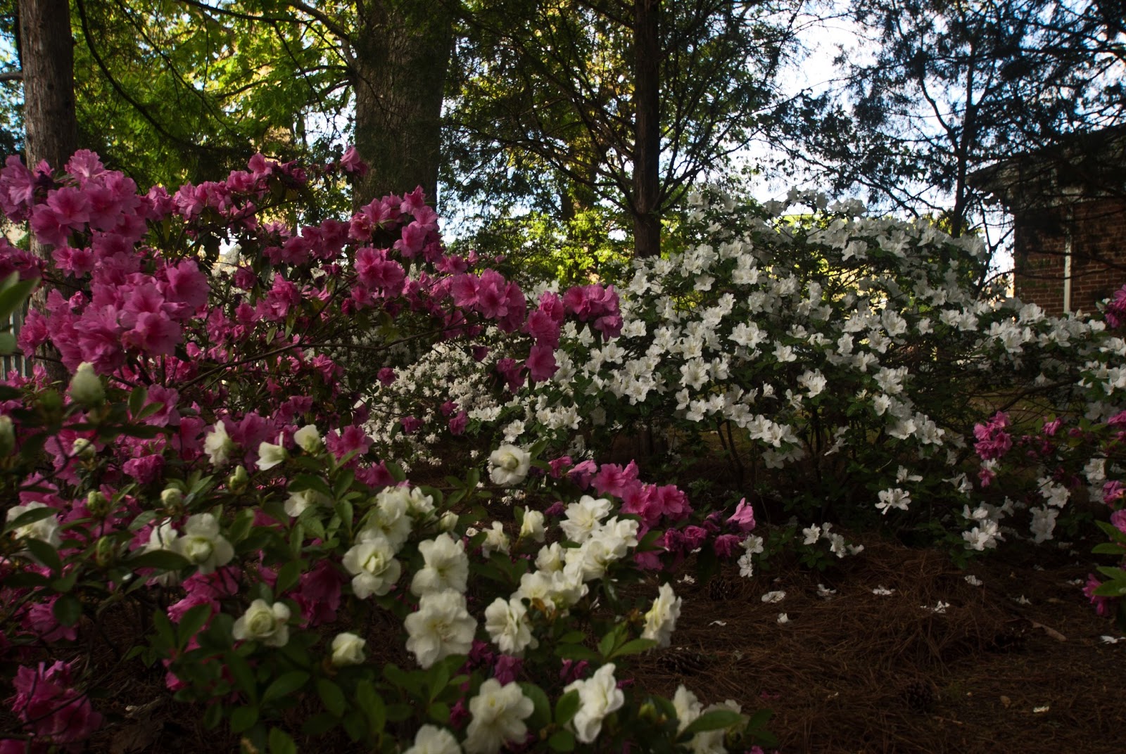 Into My Garden: Long Cool Spring: Great Year for Azaleas