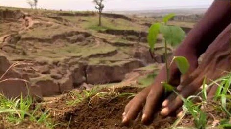 Seventy per cent afforestation achieved in Arunachal | North East India ...