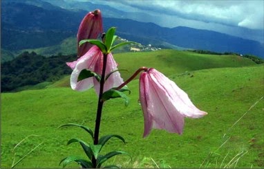 MY MANIPUR: SIROI LILY
