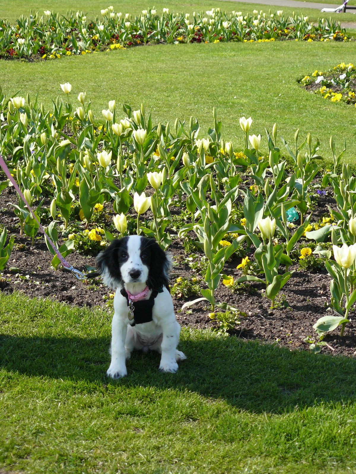 Molly, dog with a blog