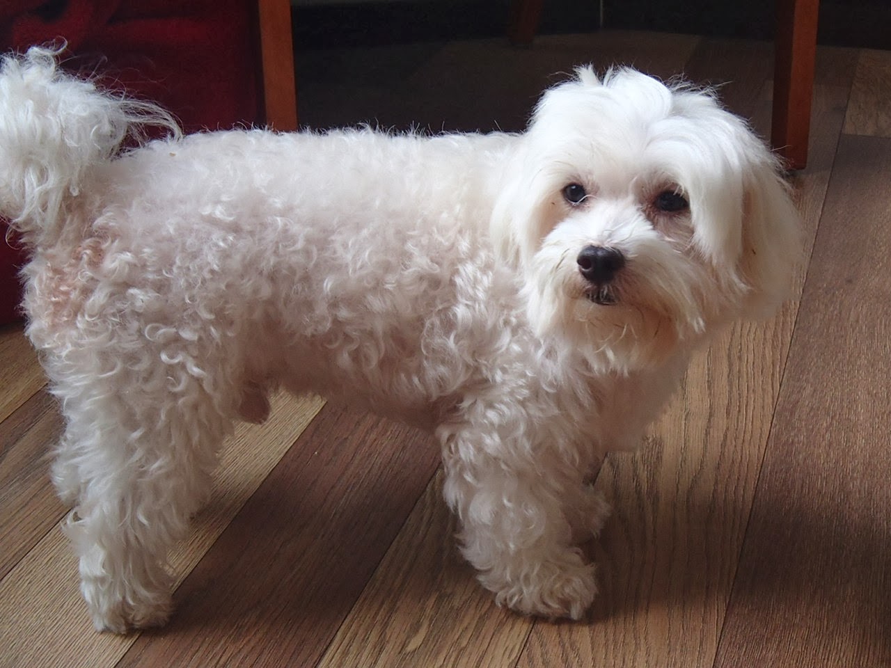 Paupetgroom: Maltichon become Schnauzer