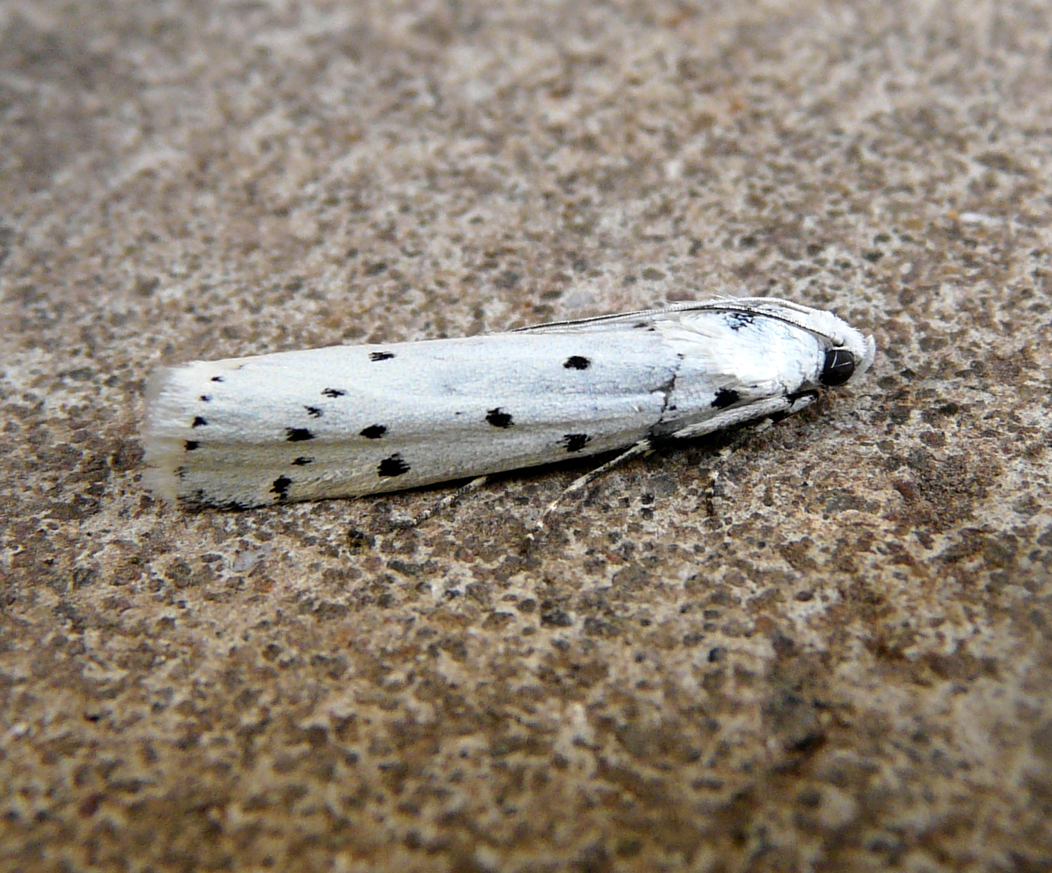 birdingexmouth: Common June Moths