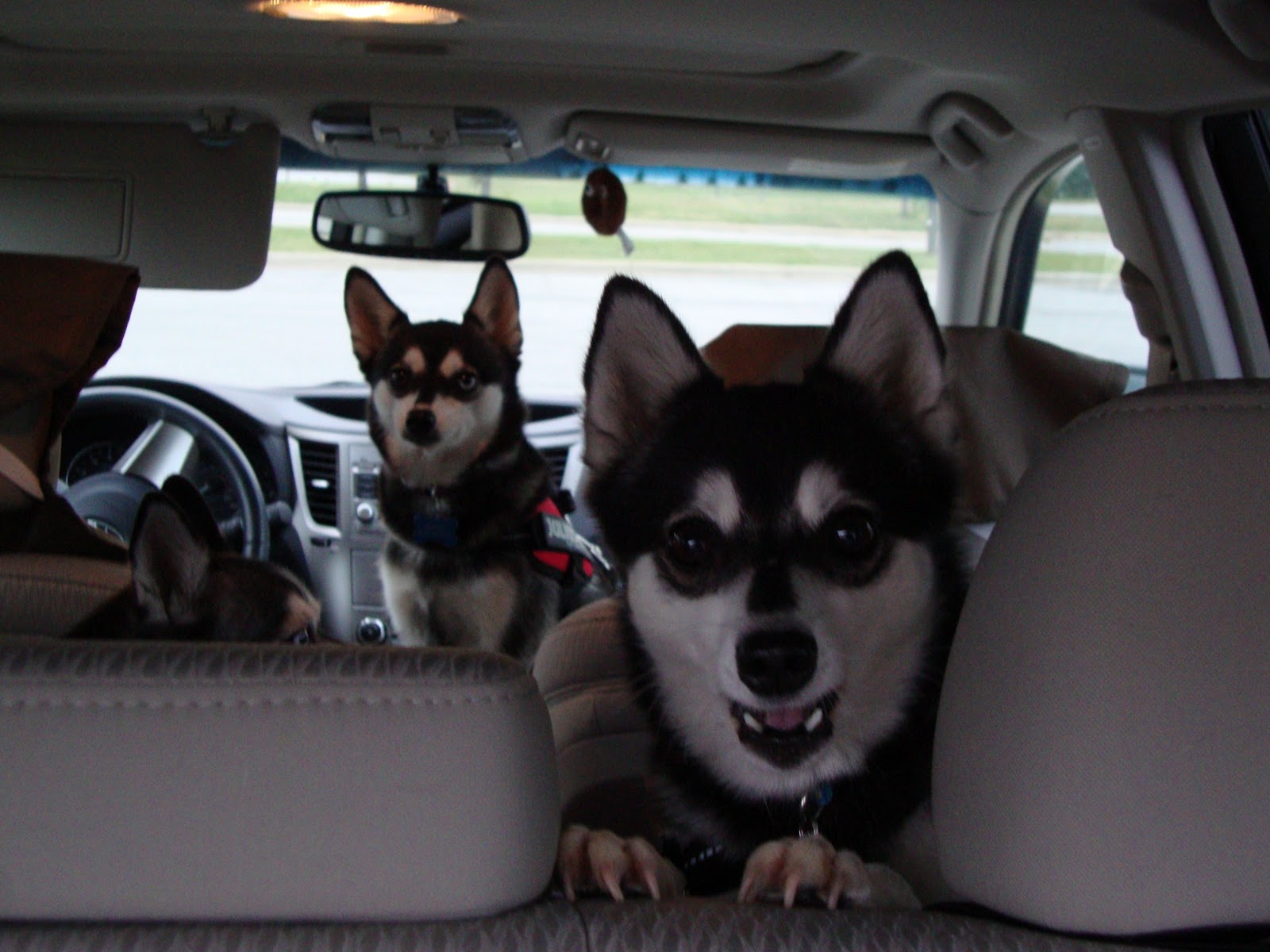 The story of a girl and her dogs...: Starbuck and Nari take on the ...