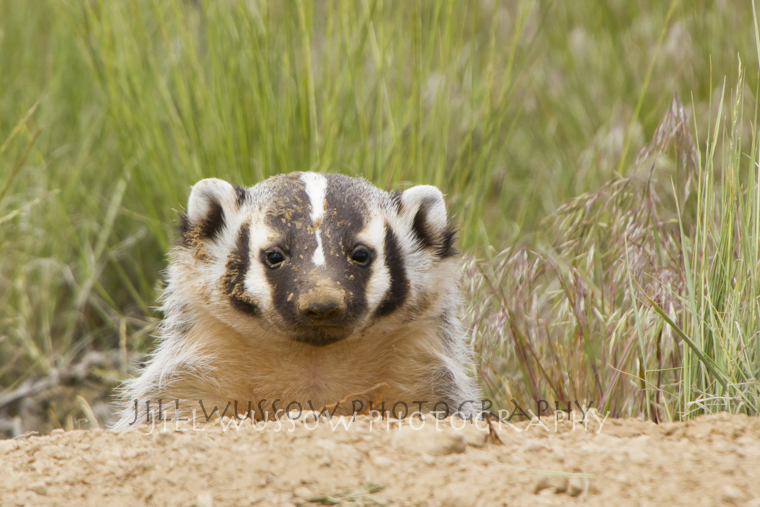 Red in Tooth and Claw | Focusing on Wildlife