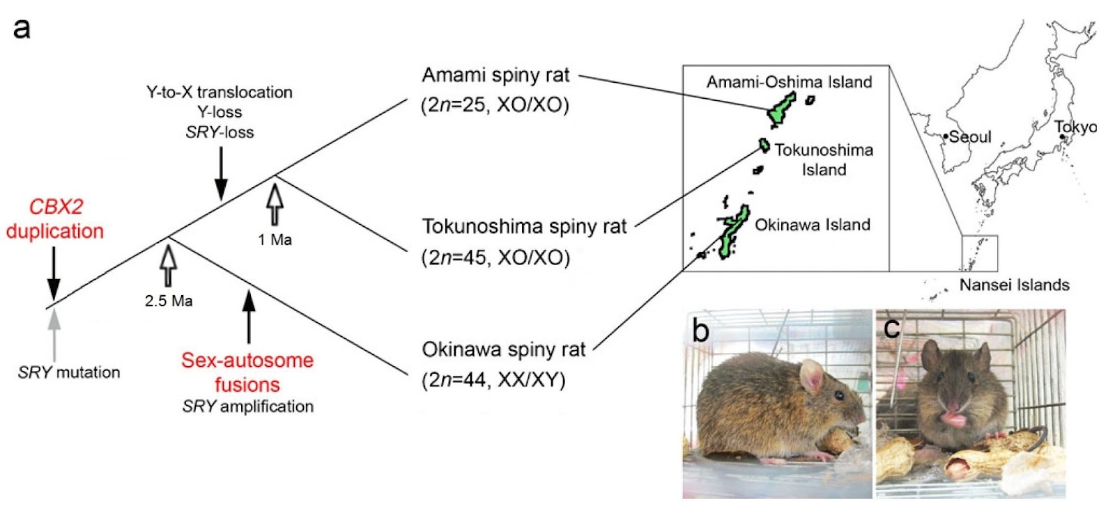Molecular Evolution Forum: Rodents with No Y Chromosome and No Sry Gene