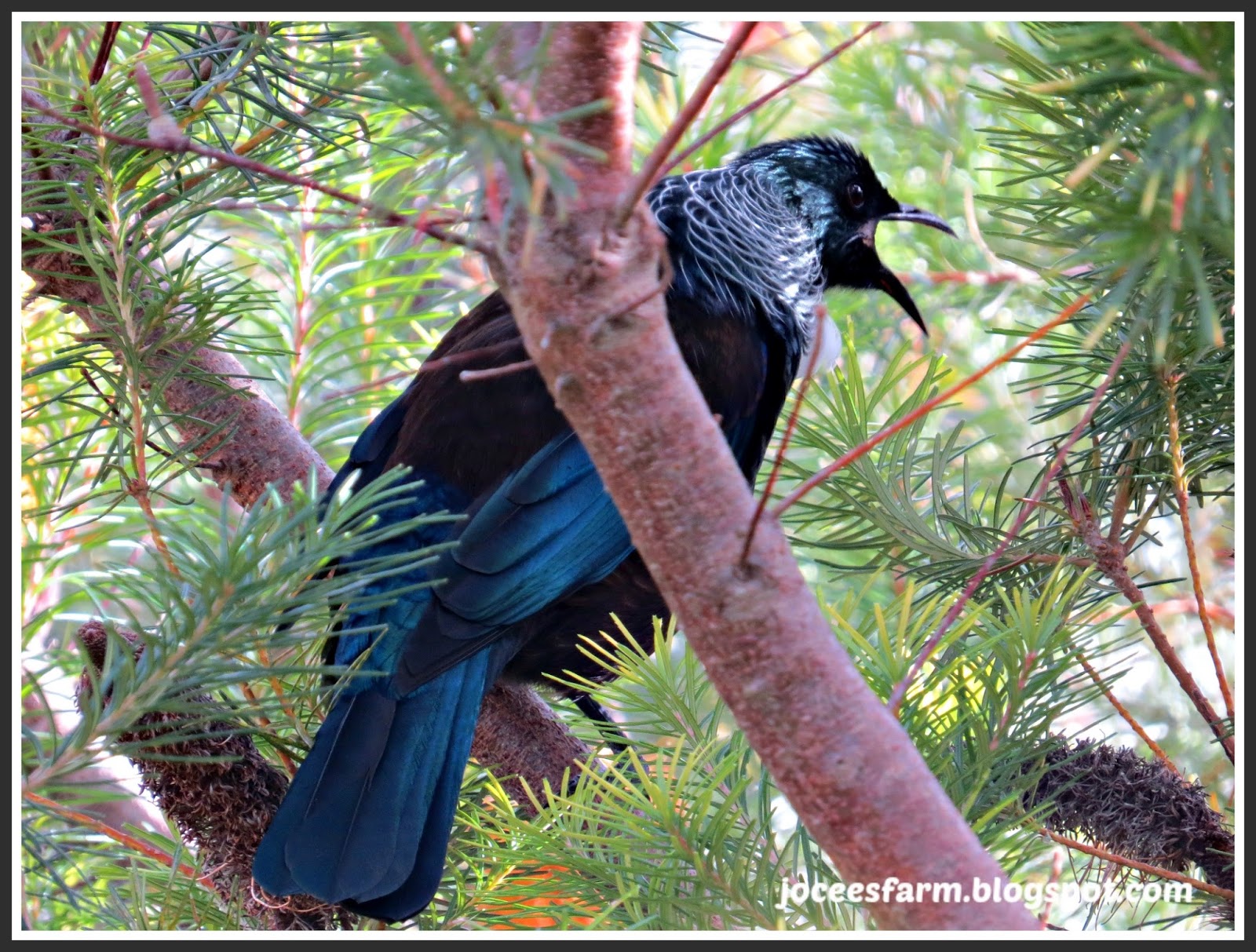 Jocees Farm: 5 NZ Native Birds To Enjoy