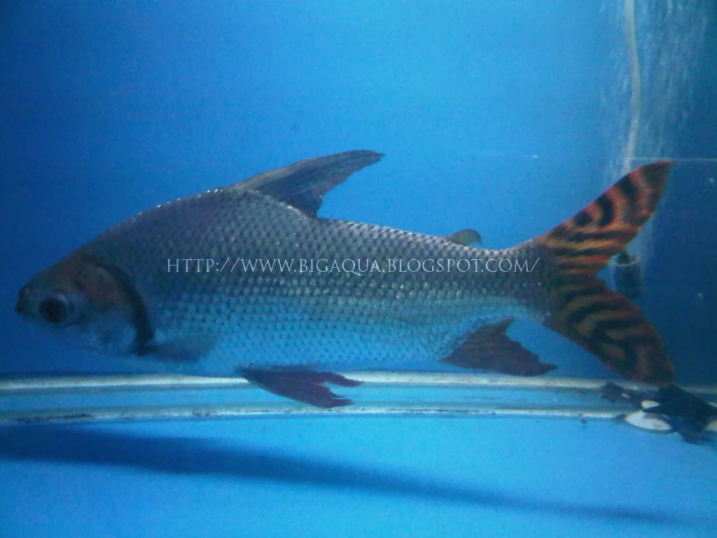 18 Inch Red Flagtail (Feifeng) ~ Big Aqua