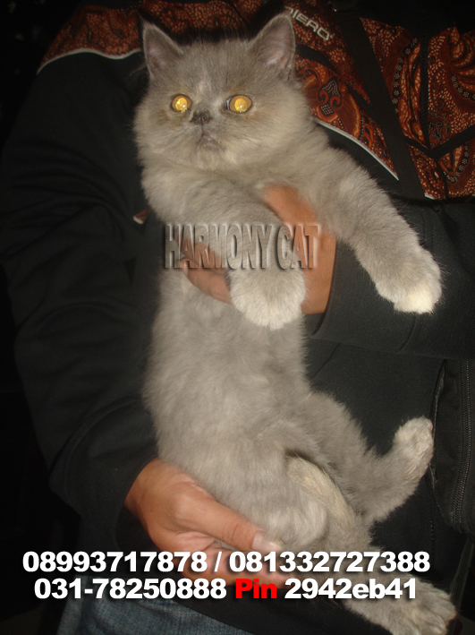 Hamster Dan Kucing Persia Murah Surabaya: DI JUAL KUCING EXO BETINA 3 ...