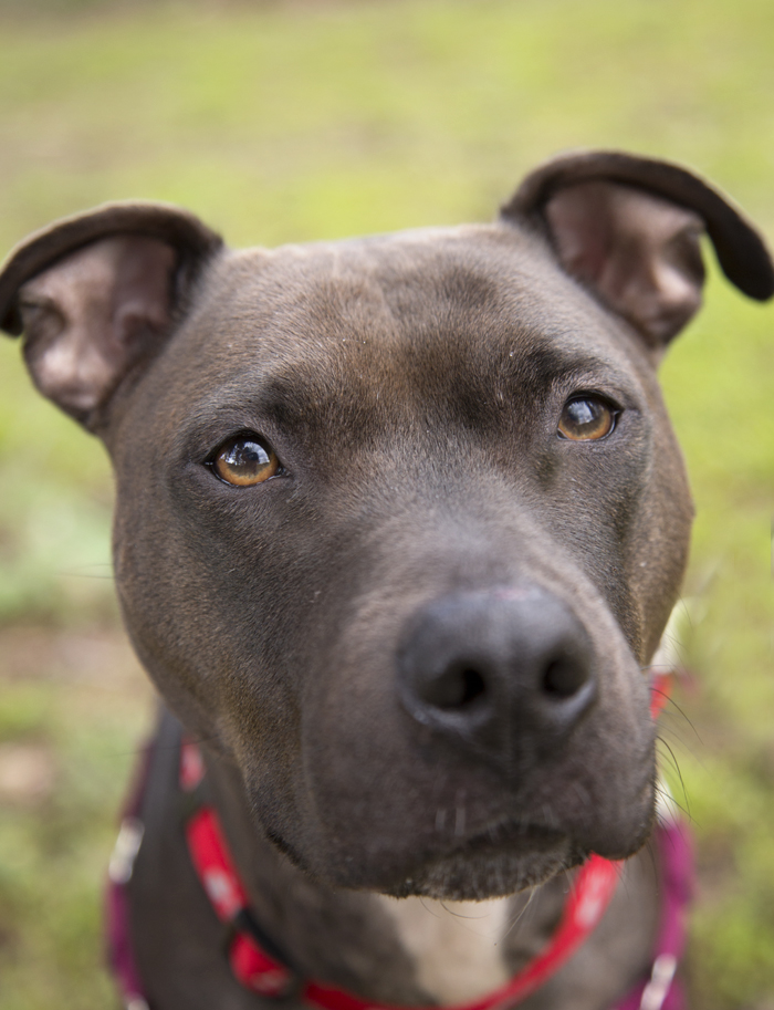 Shelter Dogs of Portland: "LEXI" the most lovely little pittie
