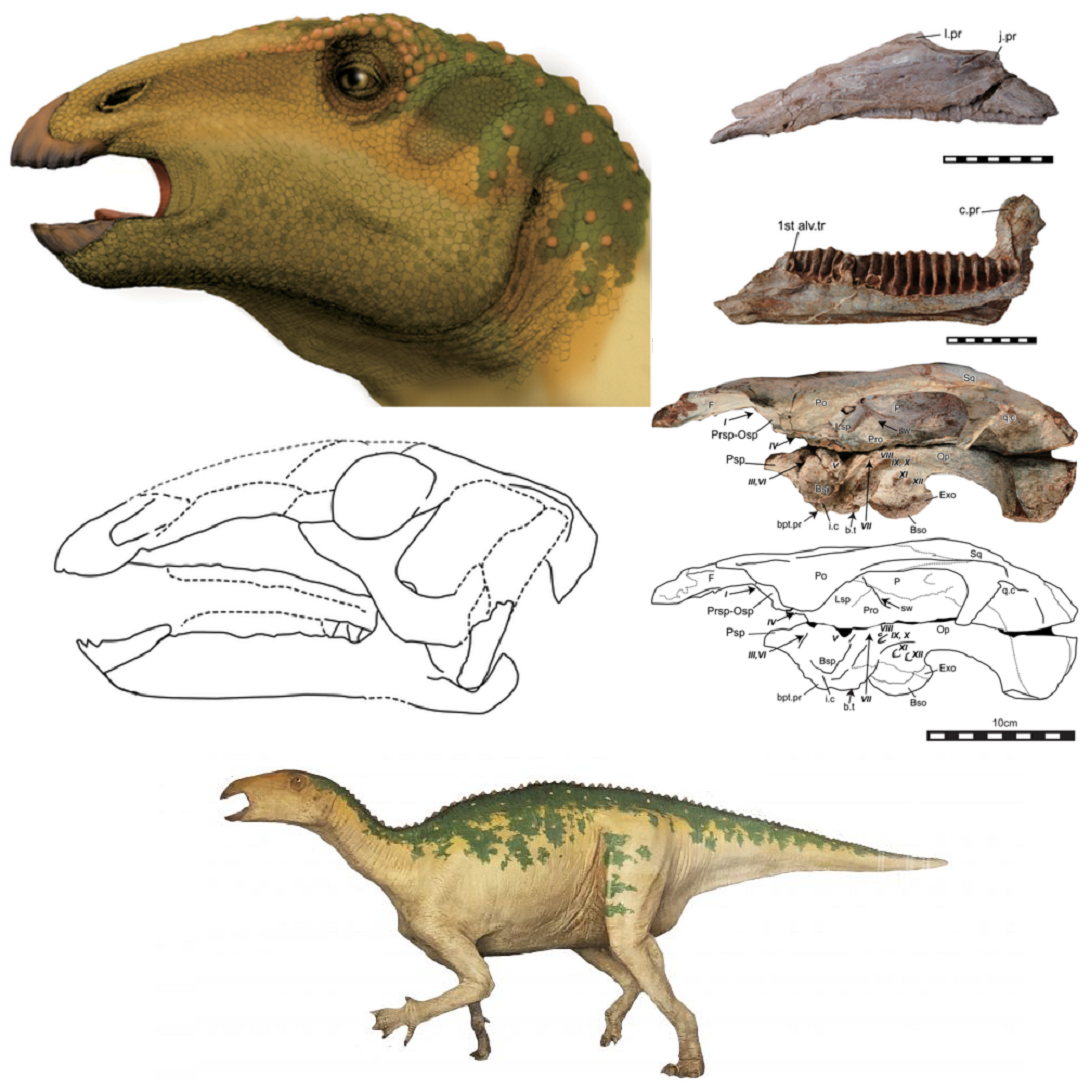 Species New to Science: [Paleontology • 2015] Sirindhorna khoratensis ...