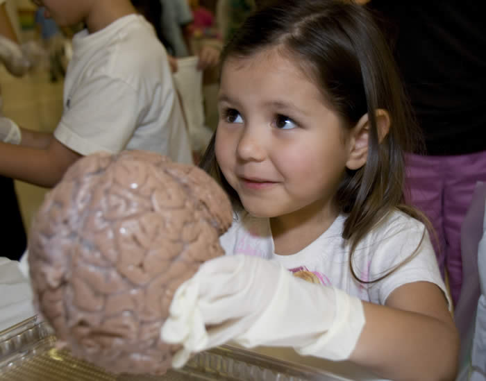 The Cellular Scale How And Why Neuroscience Should Be Taught In School the-cellular-scale-how-and-why-neuroscience-should-be-taught-in-school