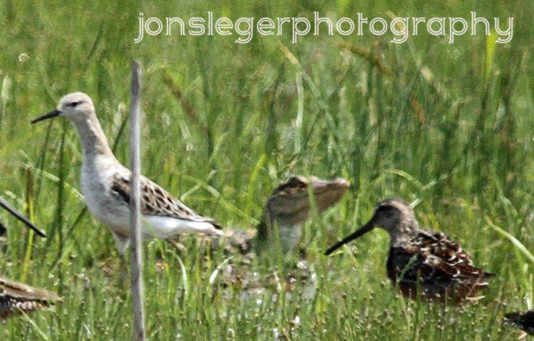 Northern Illinois Birder: Texas 2013 Springbreak Birding Trip: Day #2 ...