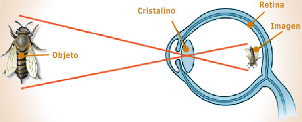 Las Artes Visuales en la Educación: Color 3. Percepción humana del color
