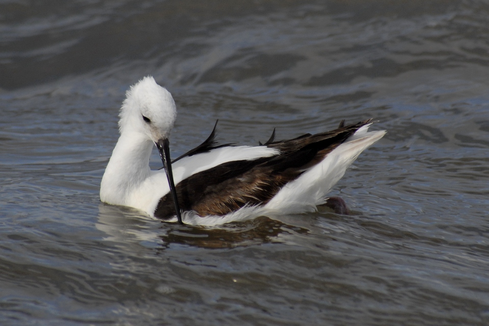 Kay Parkin Birding: Price Saltfields Yorke Peninsula - South Australia ...