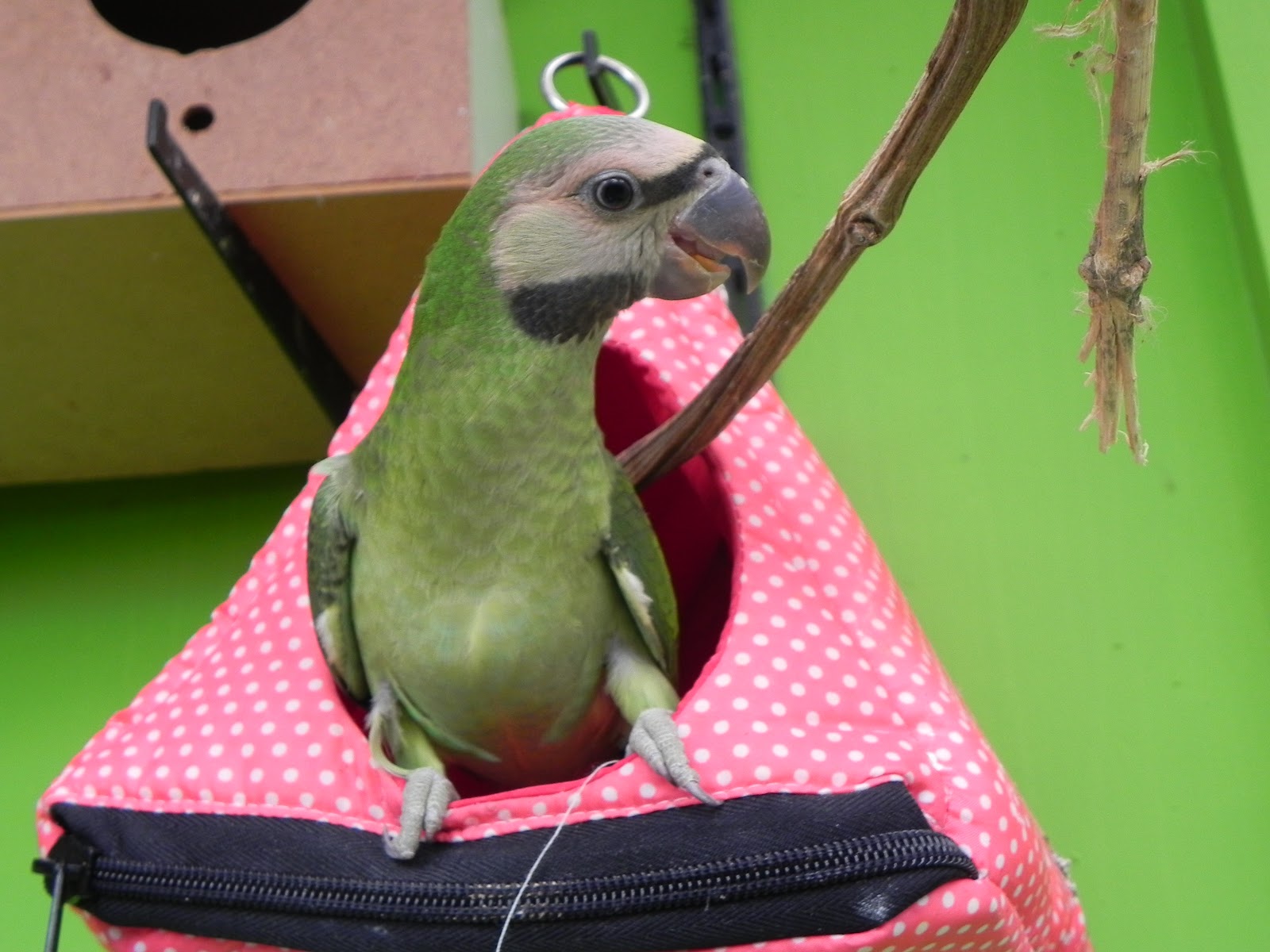 Viveiro Harmonia: Moustaches