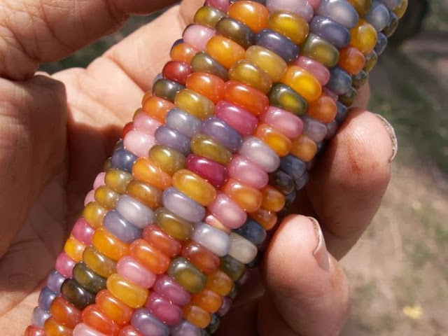 Mail2Day: Unusual Rare Glass Gem Corn (13 pics)
