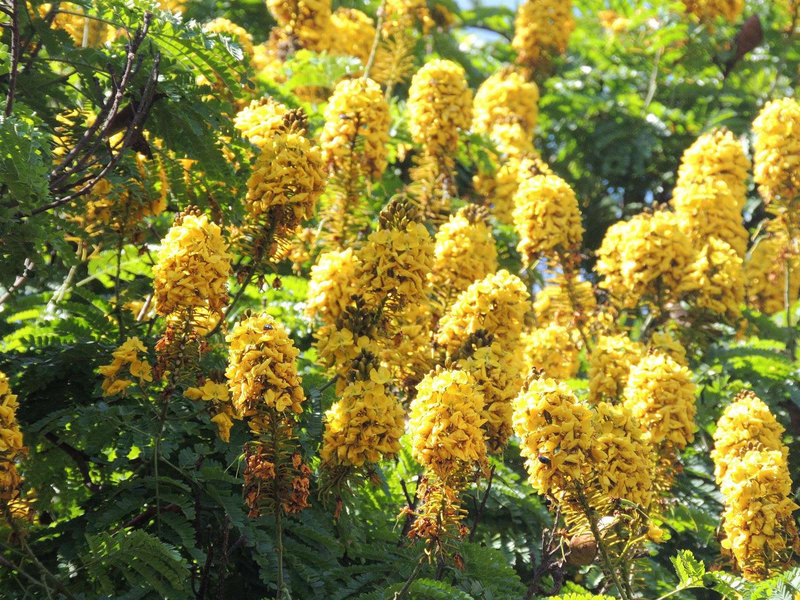 Fabaceae - Leguminosae no Brasil: Fabaceae - Cenostigma pluviosum (DC ...