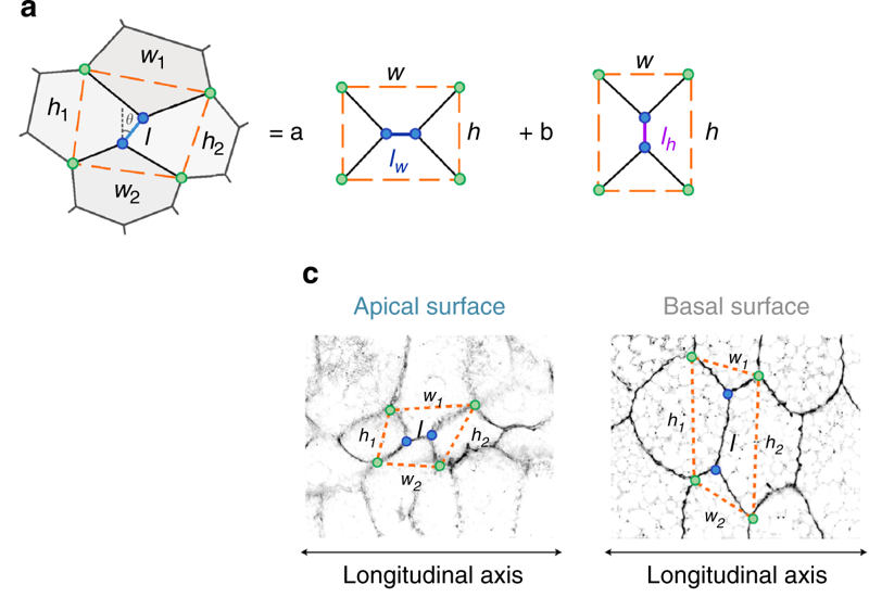 What the Hell is a Scutoid??—a REAL Explanation