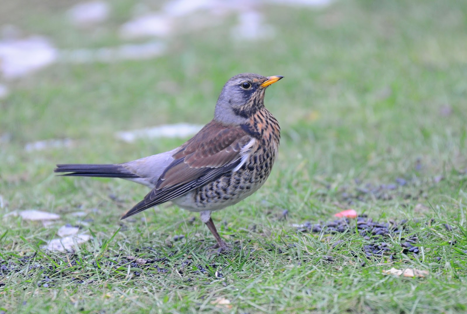 Bill's Birding: Fieldfare, still there
