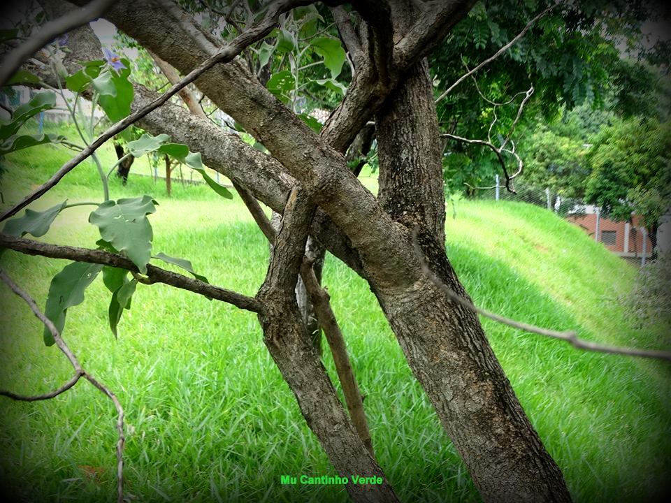 Meu Cantinho Verde: LOBEIRA, FRUTA-DO-LOBO - ( Solanum lycocarpum )
