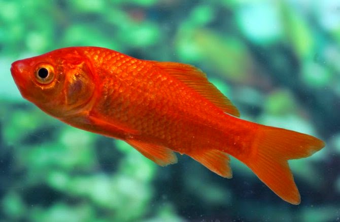 Flora's Post(e): 2014