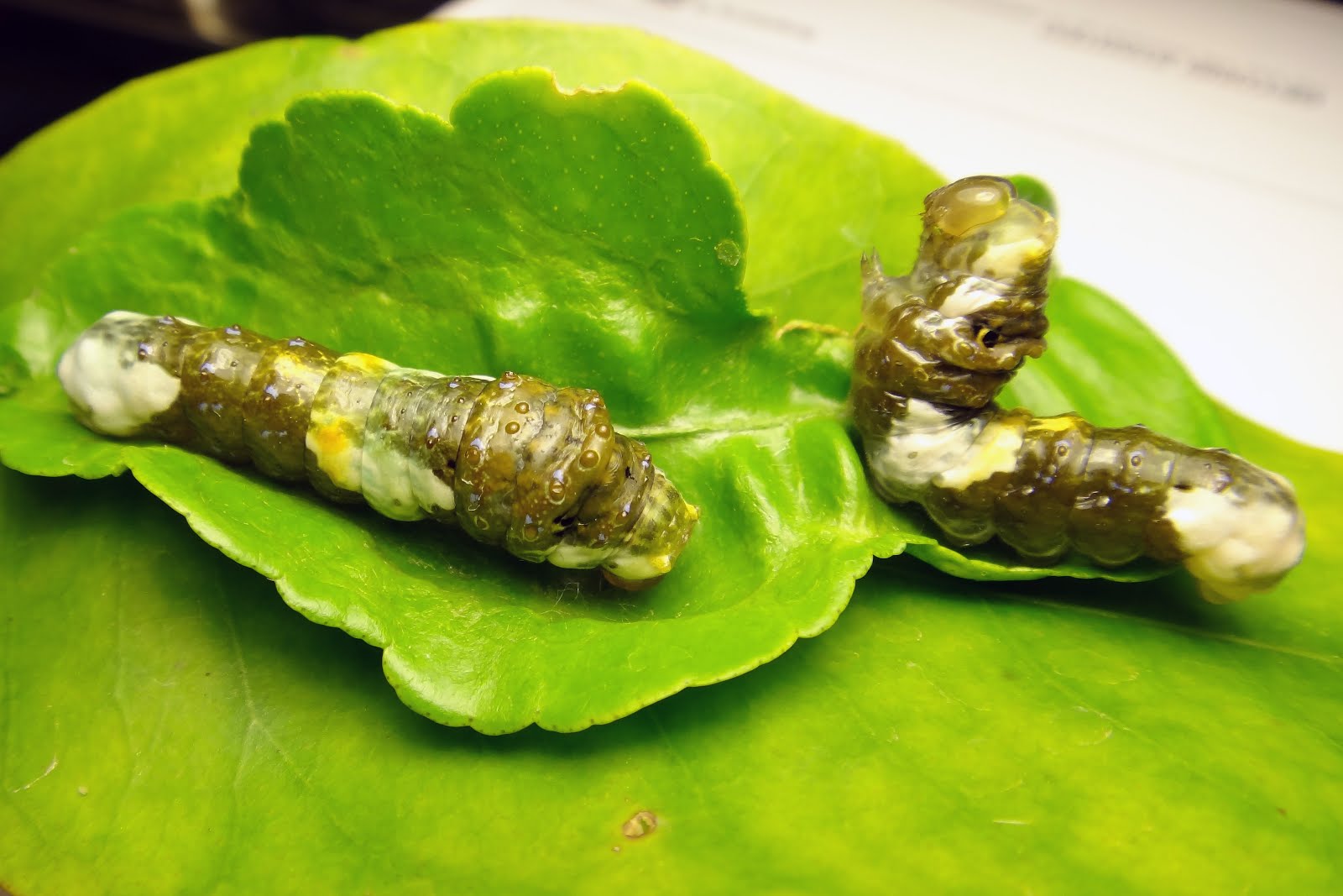 Back Yard Discovery: Bird Poop? (Caterpillar)