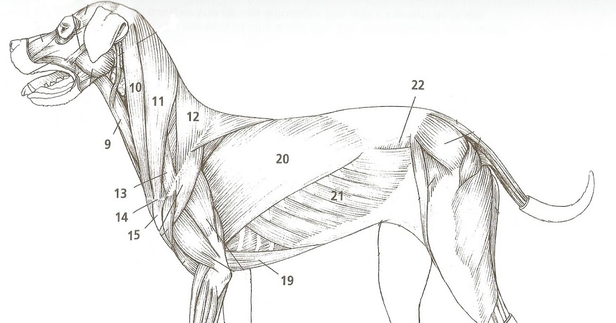 Blog de veterinaria: Anatomia Membro Torácico