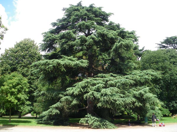 ARTE Y JARDINERÍA : CEDRO DEL ATLAS. Cedrus atlantica