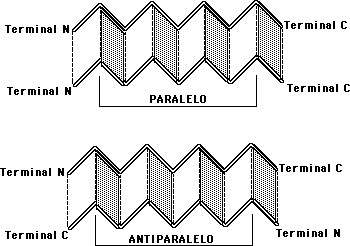 Apuntes de Bioquímica: Proteínas (II). Estructuras de las proteínas