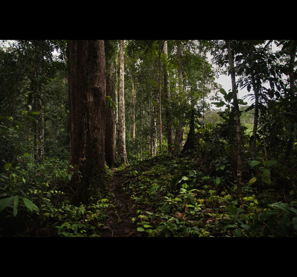 Western Ghats Evergreen Wild life Kerala; Protect endangered species in ...