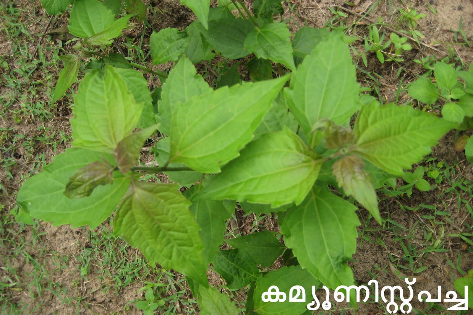 Ayurvedic Medicinal Plants in Kerala