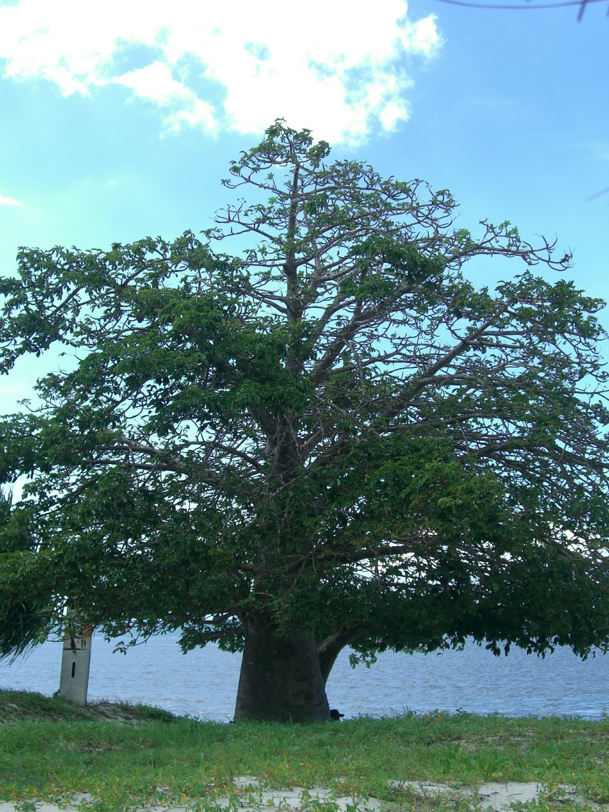 Mambo...Poa: Bagamoyo -----lay down your heart.